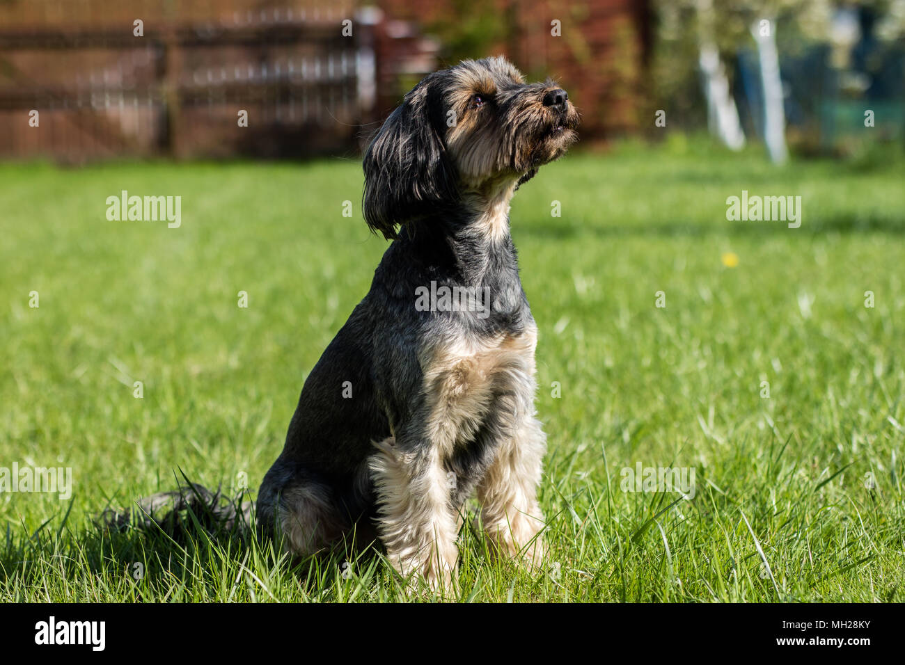 Dog running around the yard at home. Home animals on a backyard lawn ...