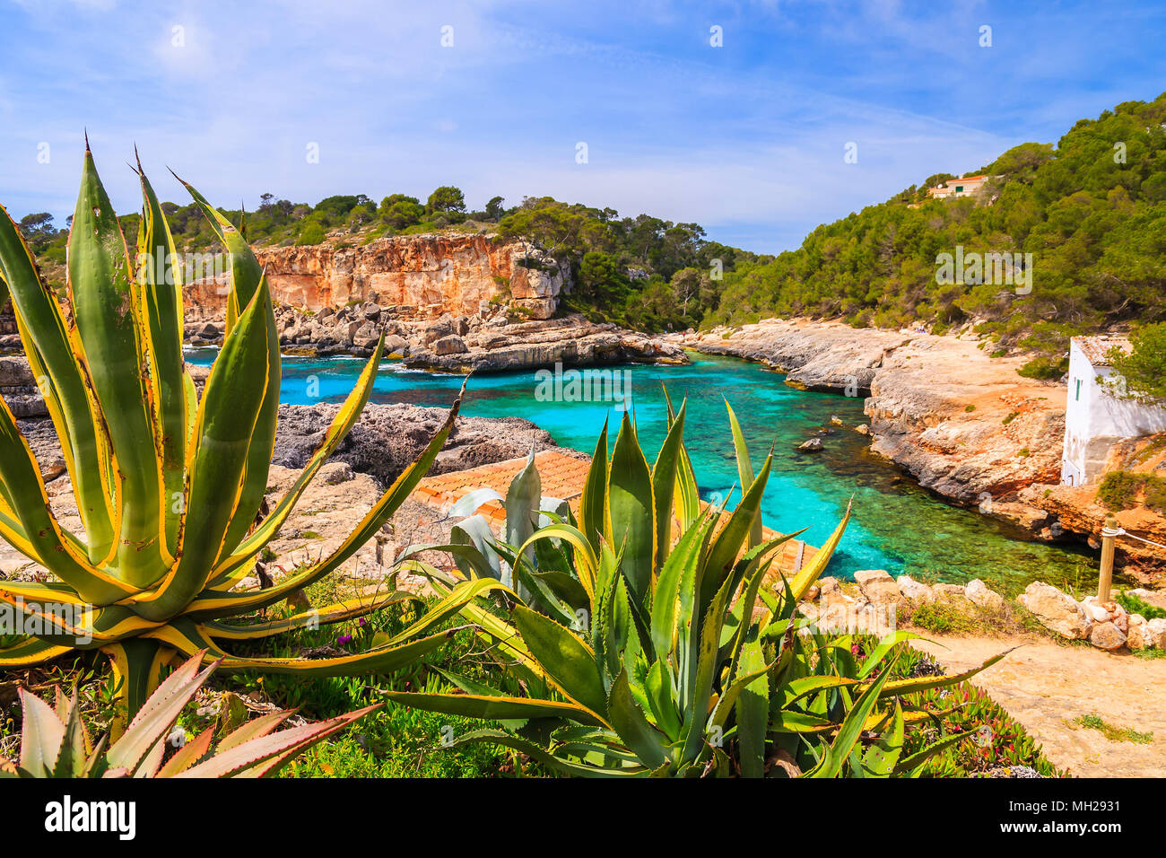 Tropical agave plants growing on rocks in beautiful bay with beach ...