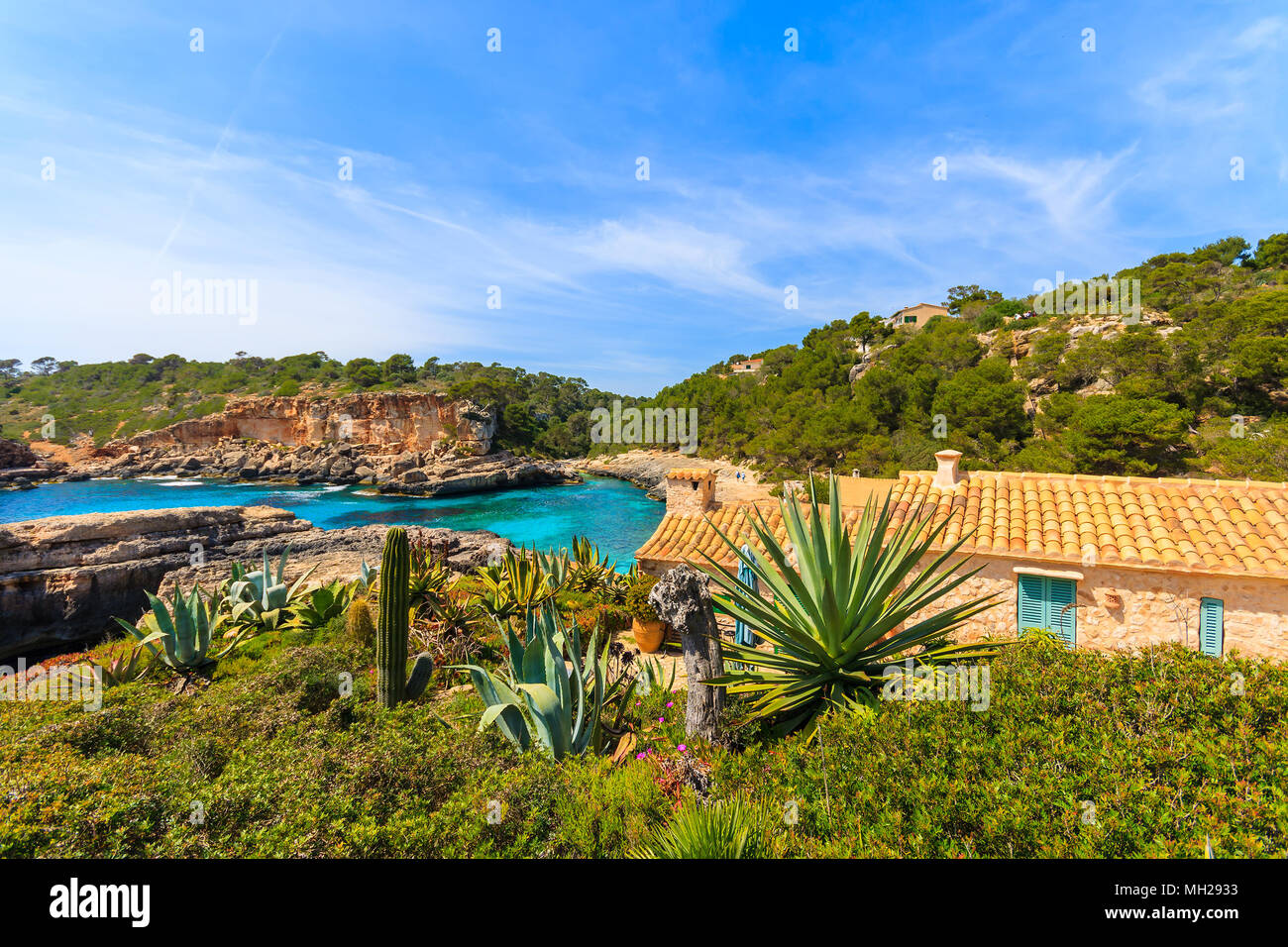 Tropical agave plants growing on rocks in beautiful bay with beach ...