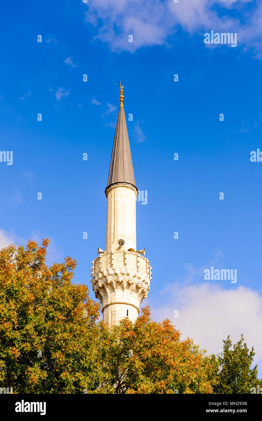 Lira tree hi-res stock photography and images - Alamy