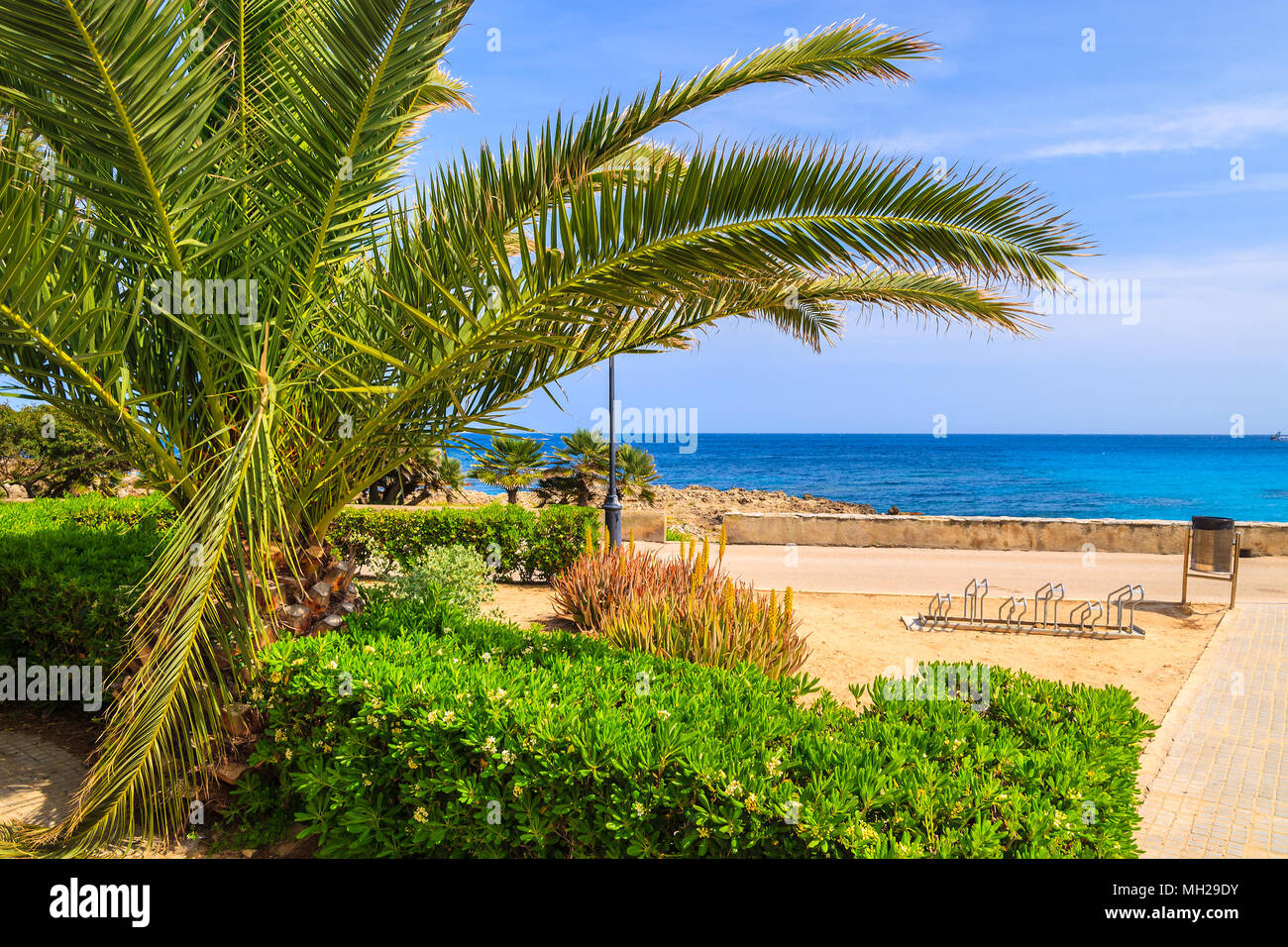 Palm trees in majorca hi-res stock photography and images - Alamy