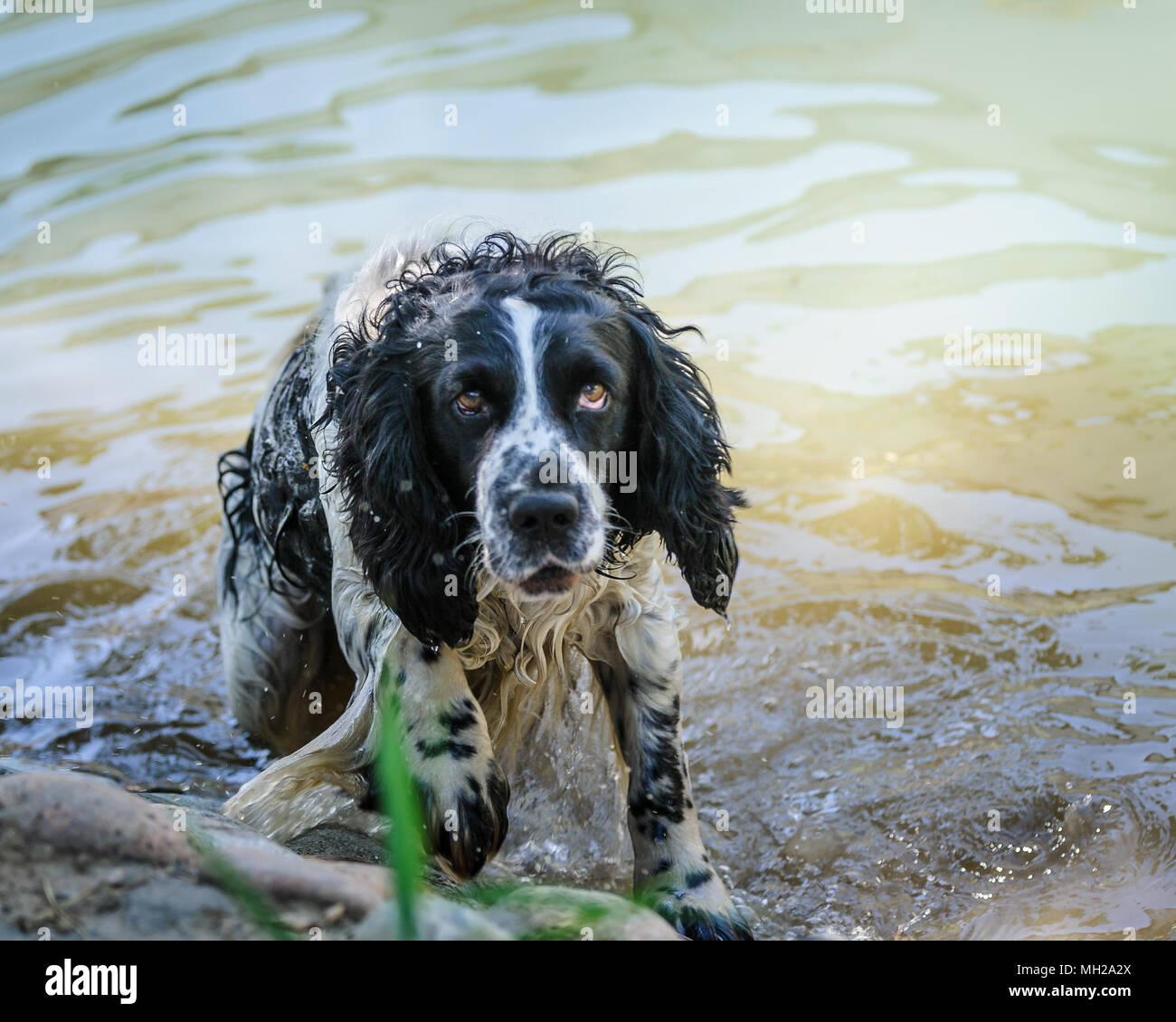 Sad wet dog at the river Stock Photo - Alamy