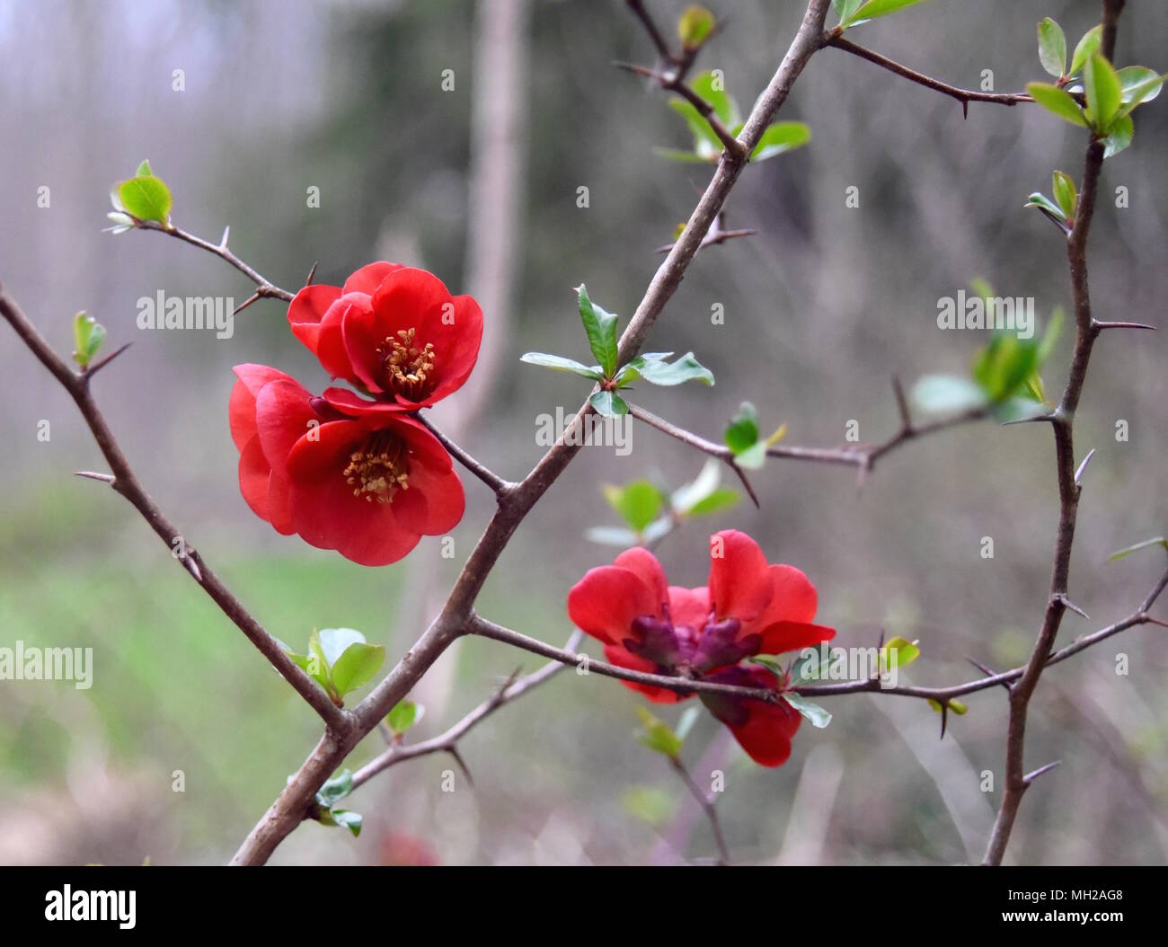 Quince bush hi-res stock photography and images - Alamy