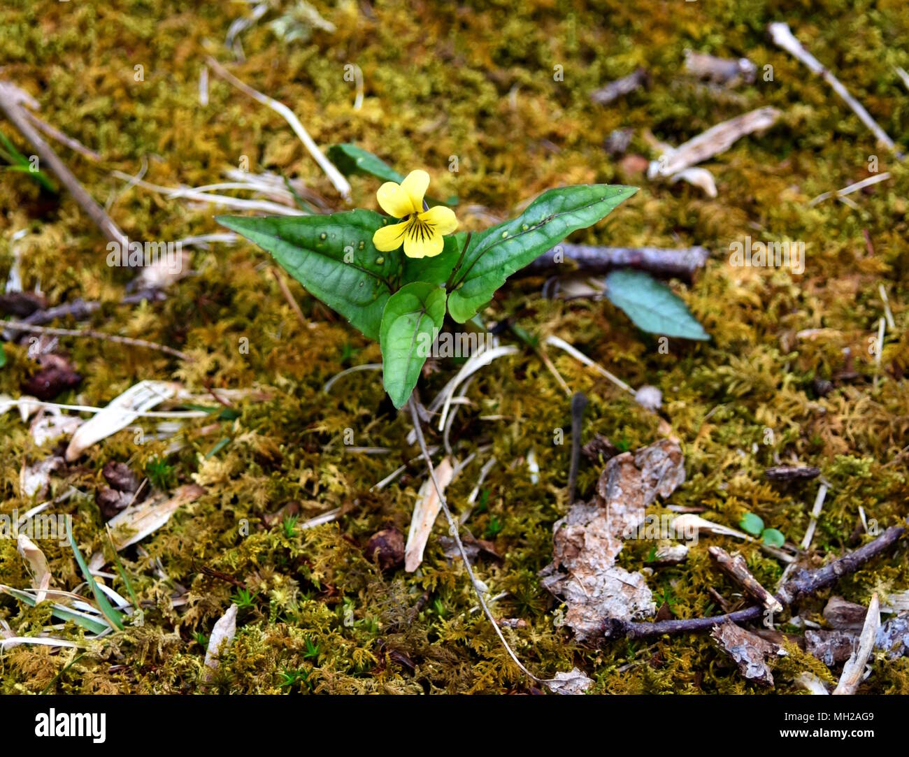Halberd leaved yellow violet hi-res stock photography and images - Alamy