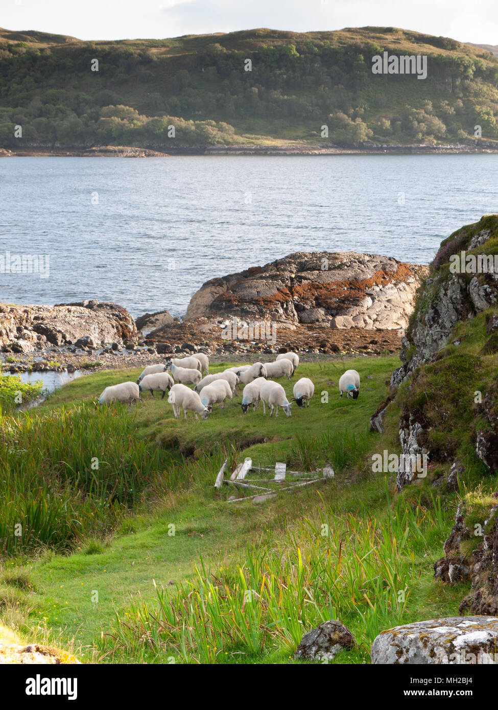 Gavin maxwell cottage hi-res stock photography and images - Alamy