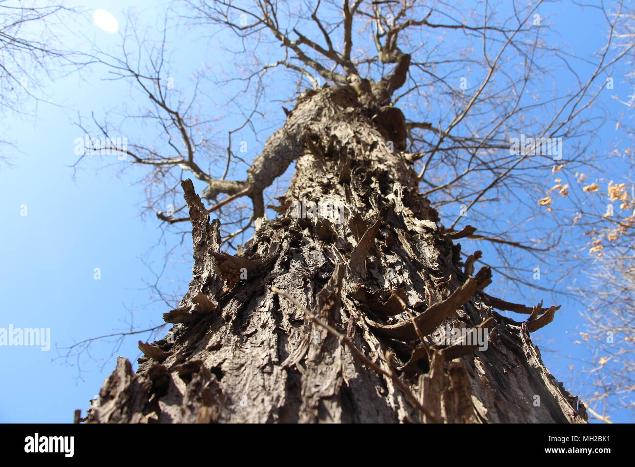 Photograph taken from the base of an old maple tree Stock Photo - Alamy