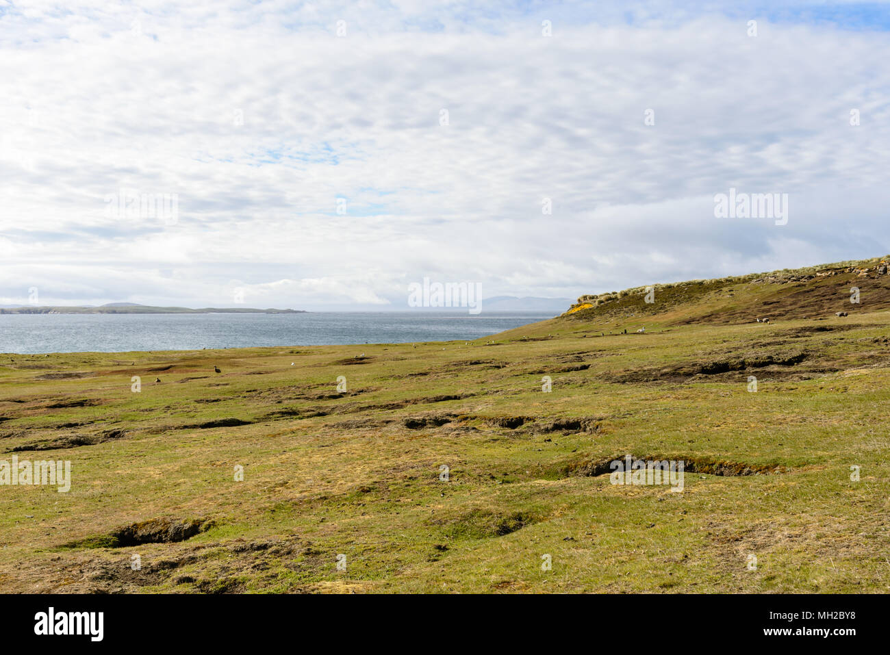 Nature of the Falkland Island, grass and sky Stock Photo - Alamy