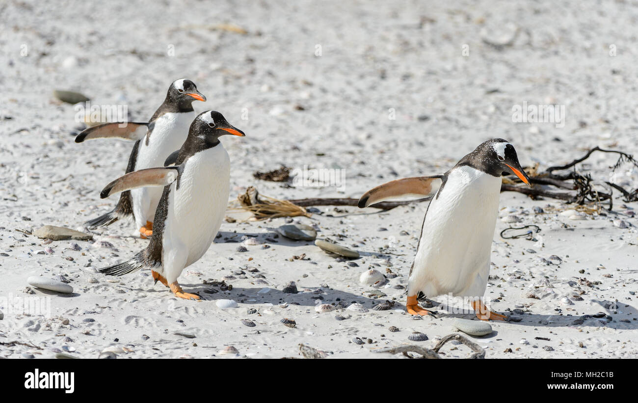 Royal penguin on land hi-res stock photography and images - Alamy