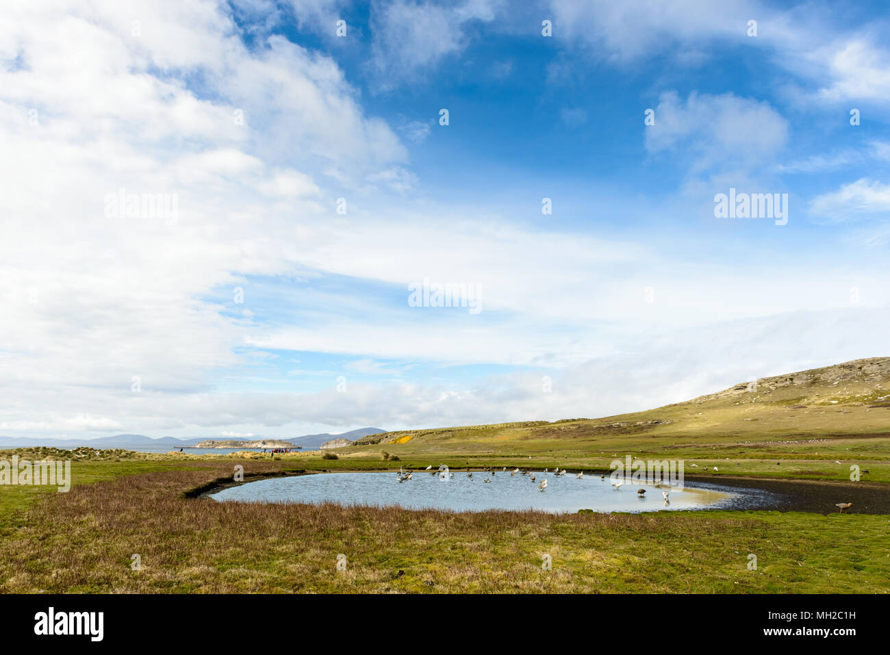 Nature of the Falkland Island, grass and sky Stock Photo - Alamy
