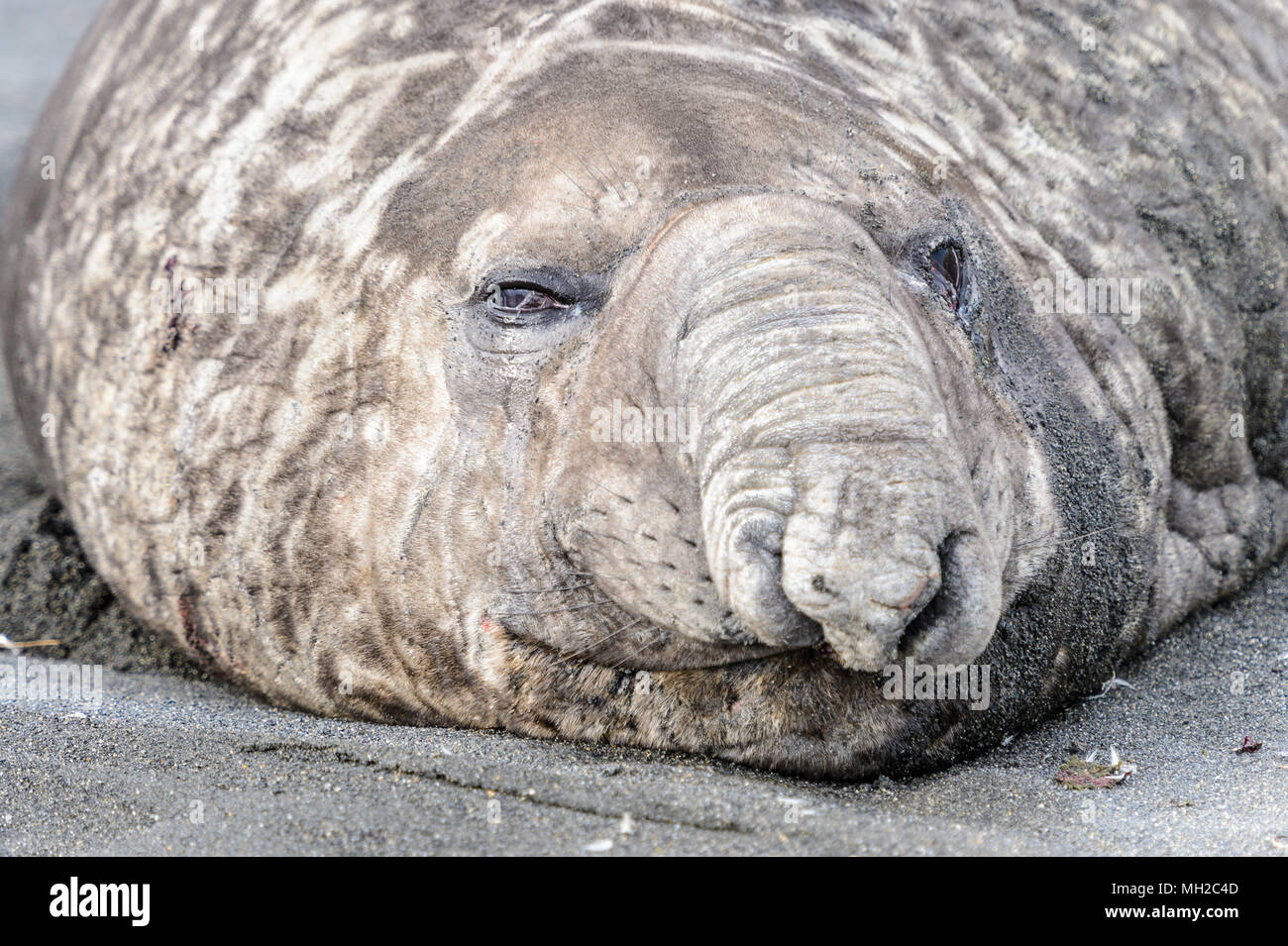 Big Seal on the coast in South Georgia Stock Photo - Alamy