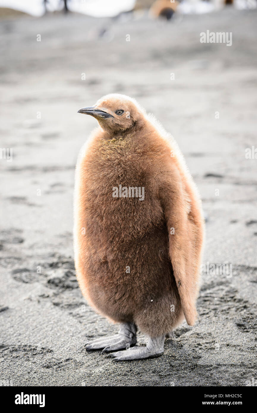 Little baby penguin with brown feathers Stock Photo - Alamy