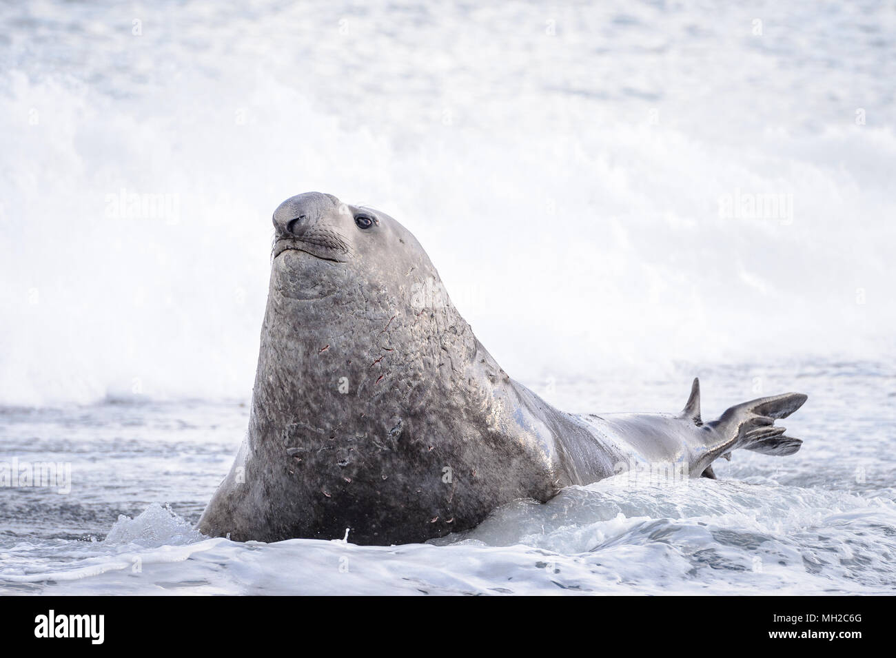 Global big day bird hi-res stock photography and images - Alamy