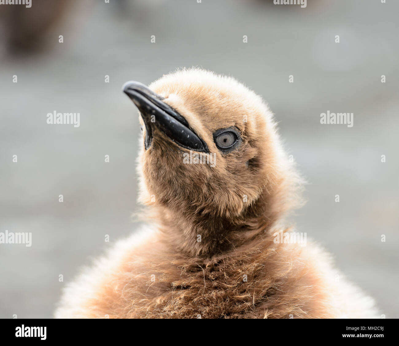 Baby penguin portrait with orange feathers in South Georgia in ...