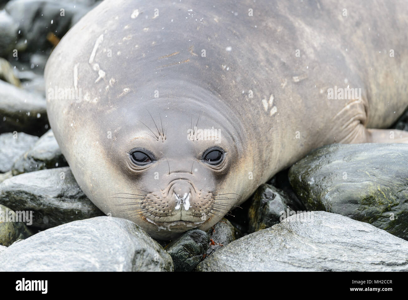 Big seal hi-res stock photography and images - Alamy