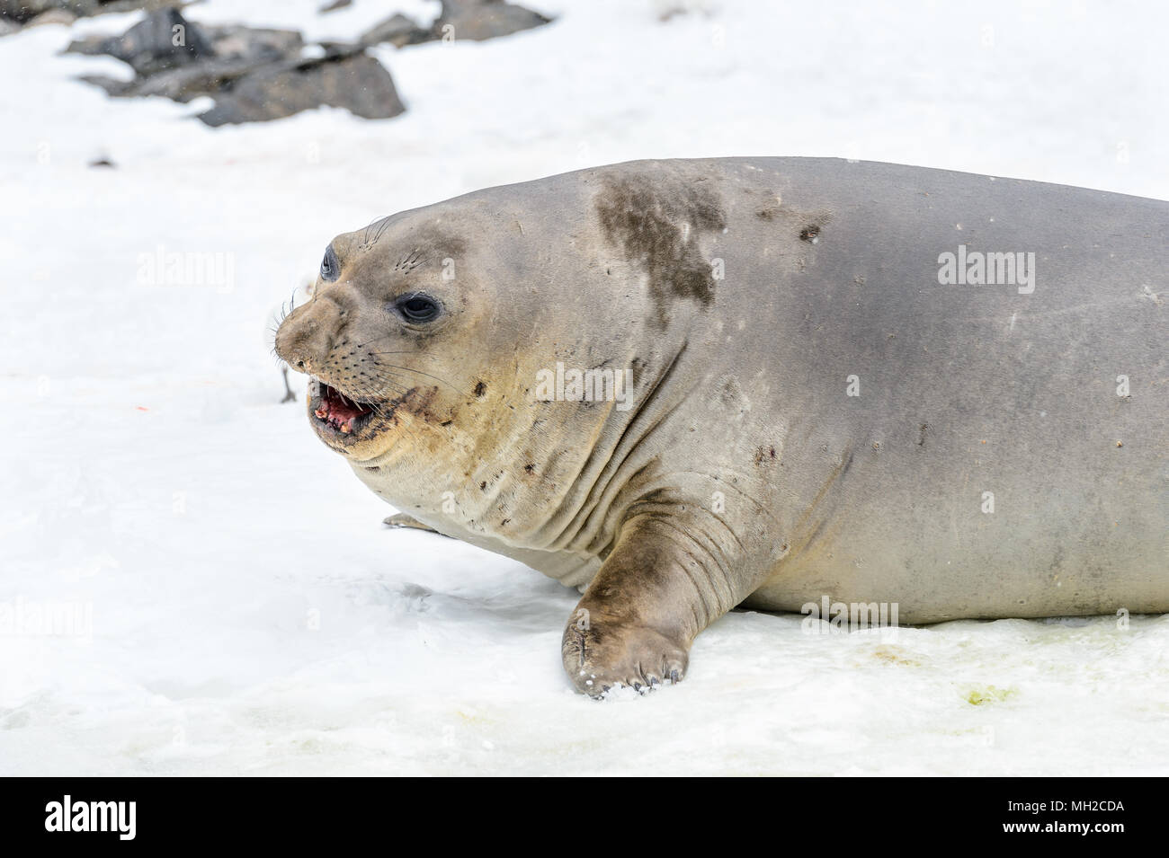 Seal screams in South Georgia Stock Photo - Alamy