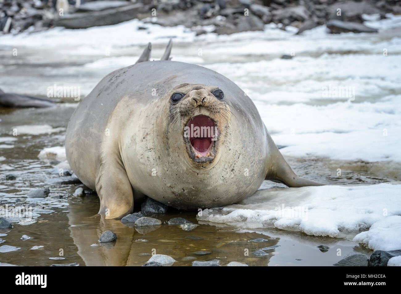 Seal screams in South Georgia Stock Photo - Alamy