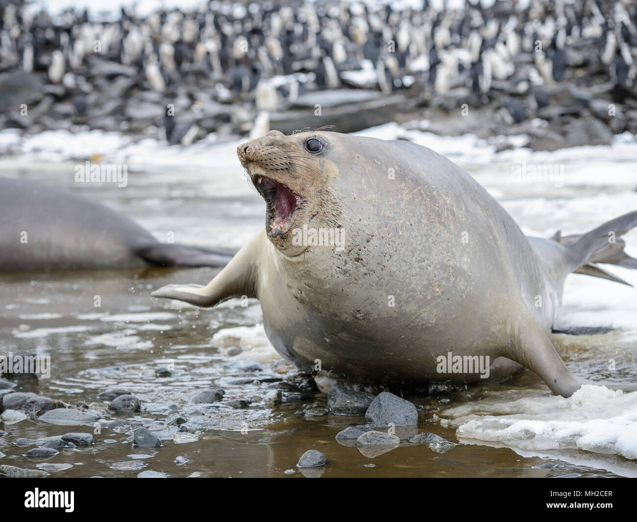 Seal screams in South Georgia Stock Photo - Alamy