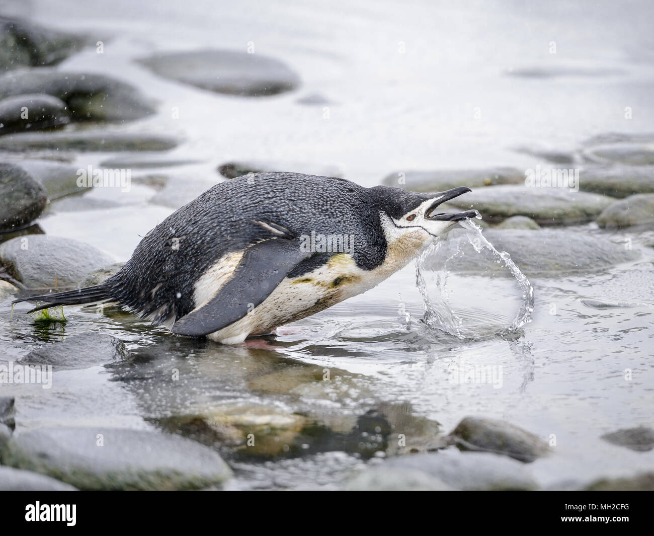Chinstrap penguin looks for the fish in water in ANtarctica Stock Photo ...