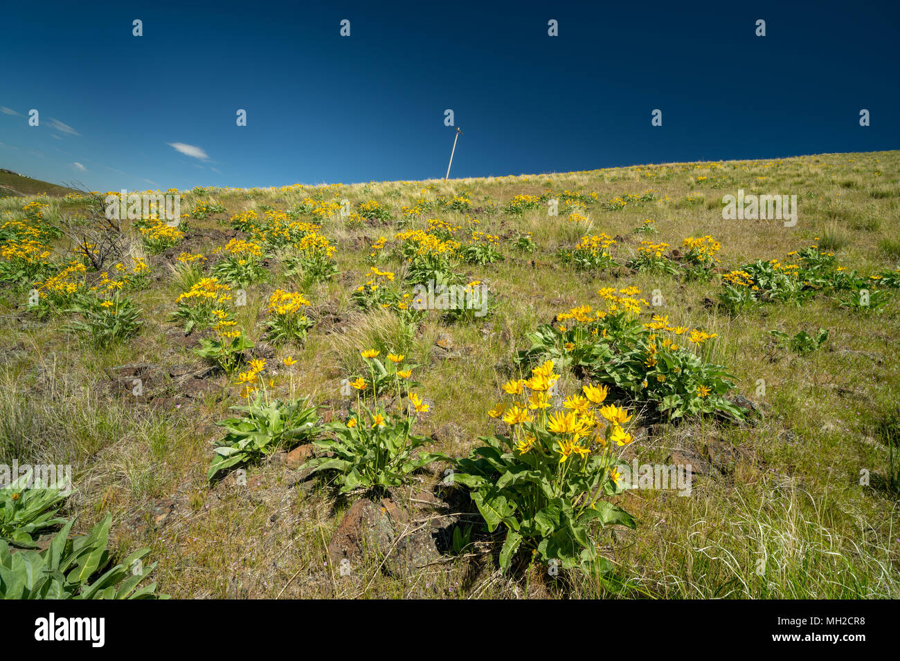 Spring blooming hillside hi-res stock photography and images - Alamy