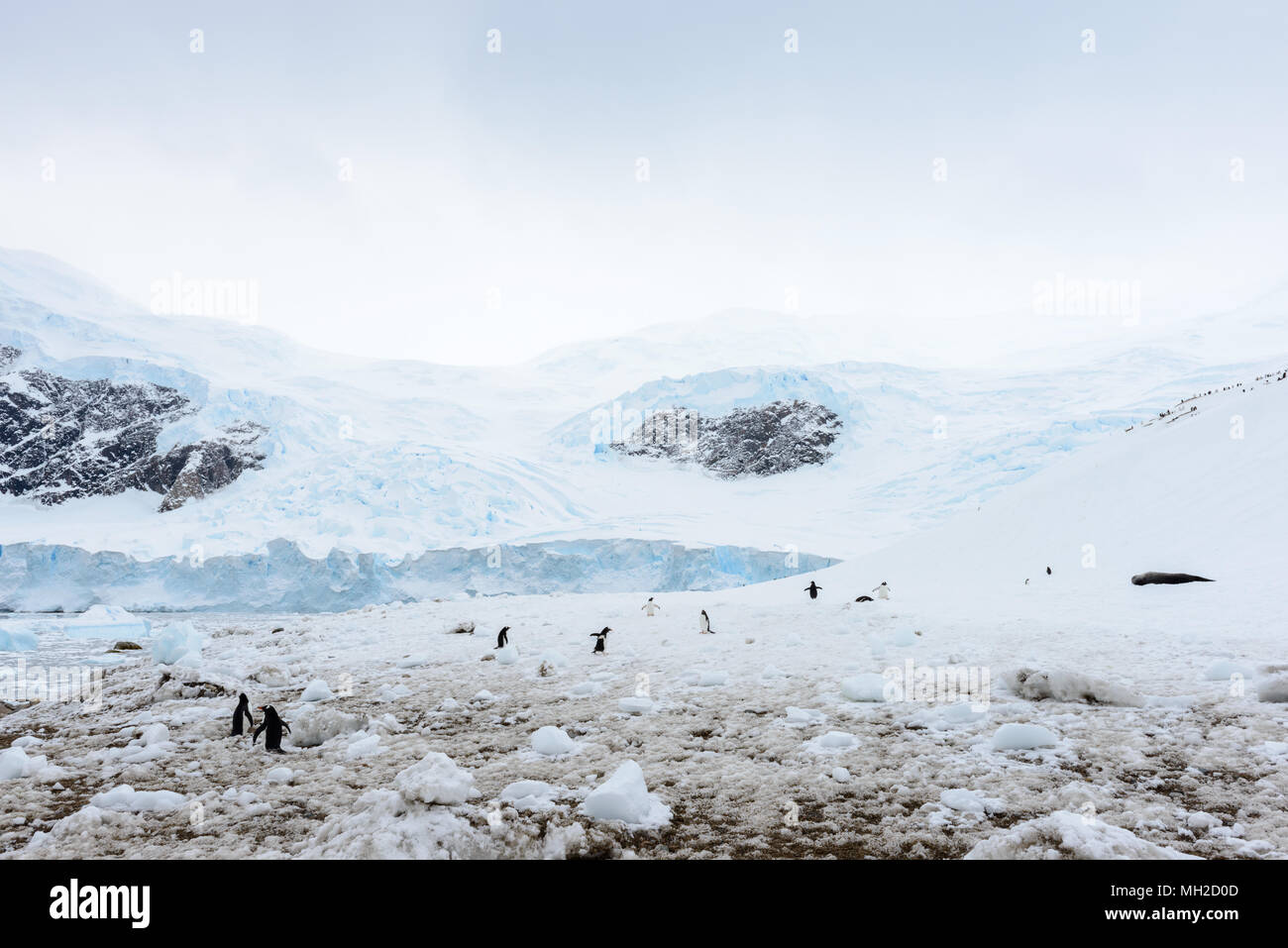 Penguins parade in Antarctica Stock Photo - Alamy