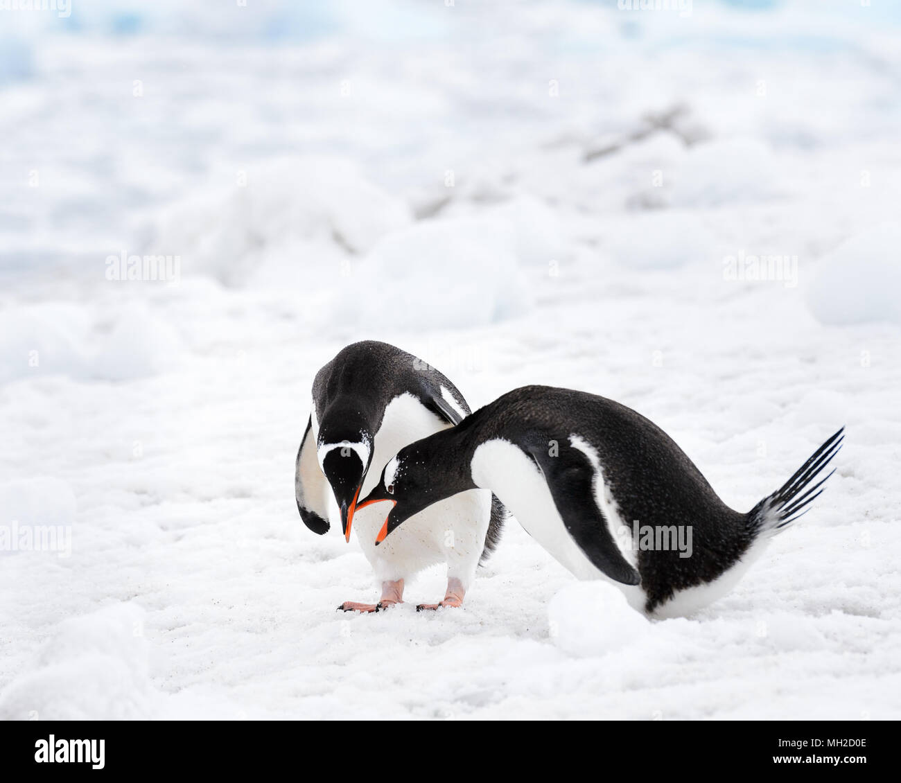 Antarctic ecosystem exploration hi-res stock photography and images - Alamy