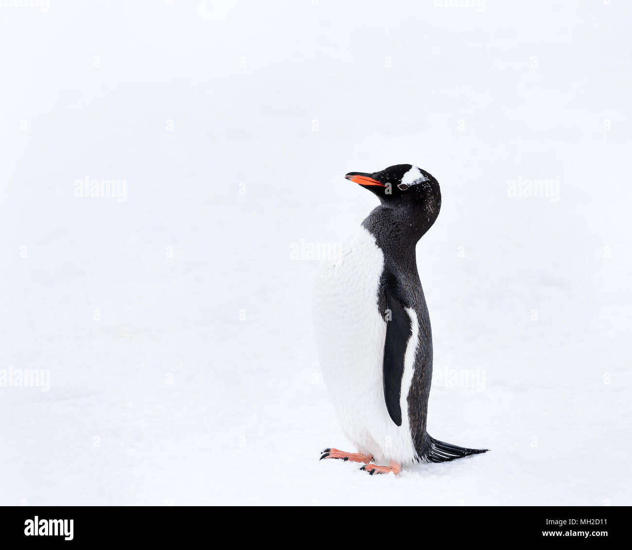 Antarctic ecosystem exploration hi-res stock photography and images - Alamy