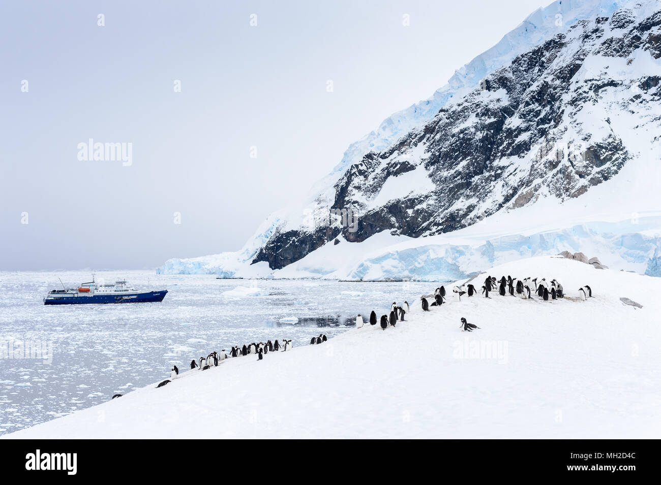 Penguins parade in Antarctica Stock Photo - Alamy