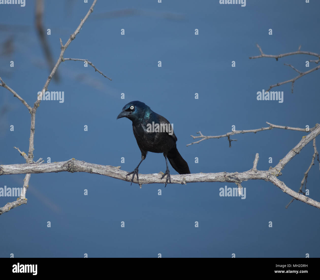 brewers blackbird on tree branch Stock Photo - Alamy