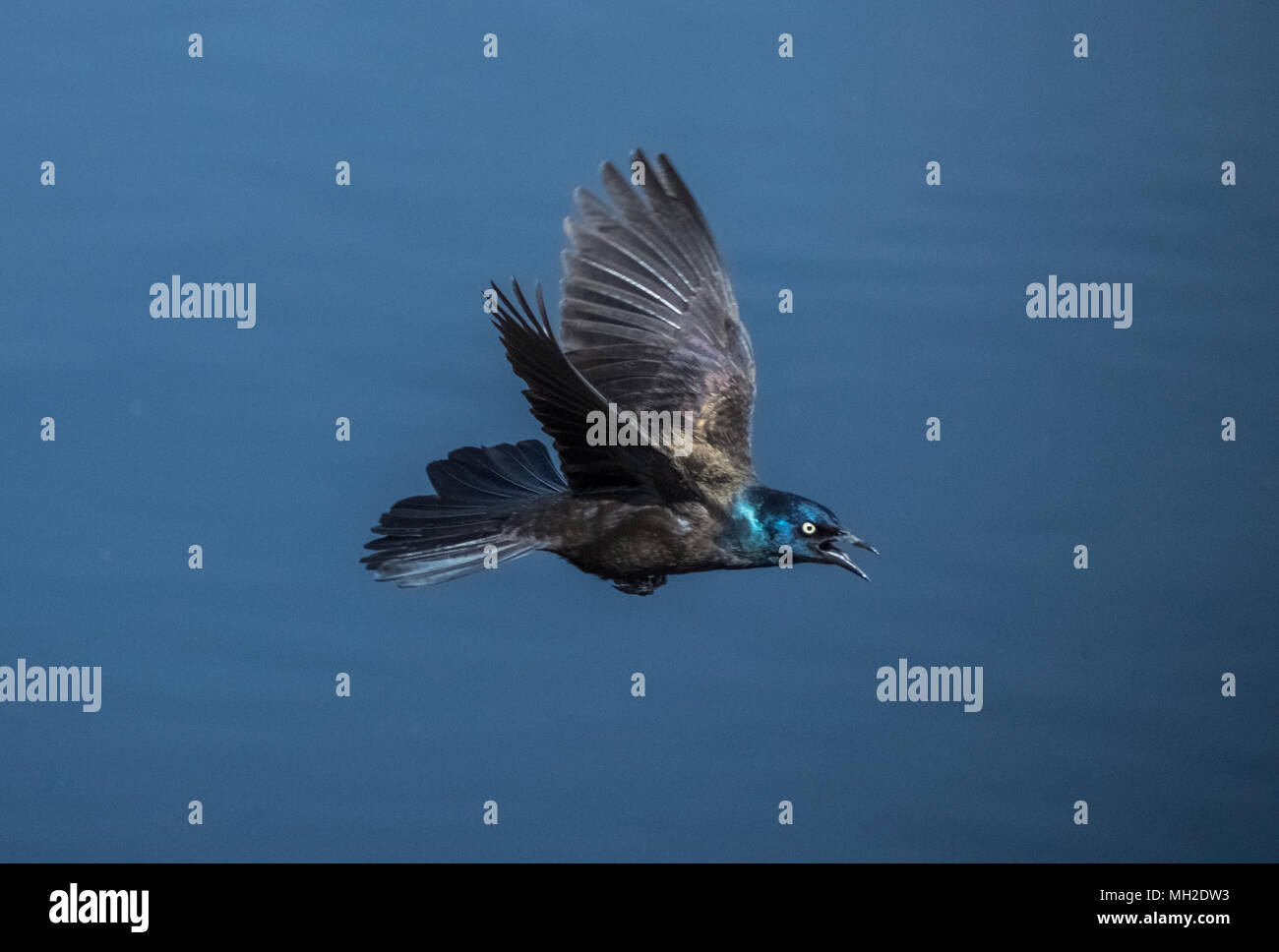 Blackbird with wings spread hi-res stock photography and images - Alamy