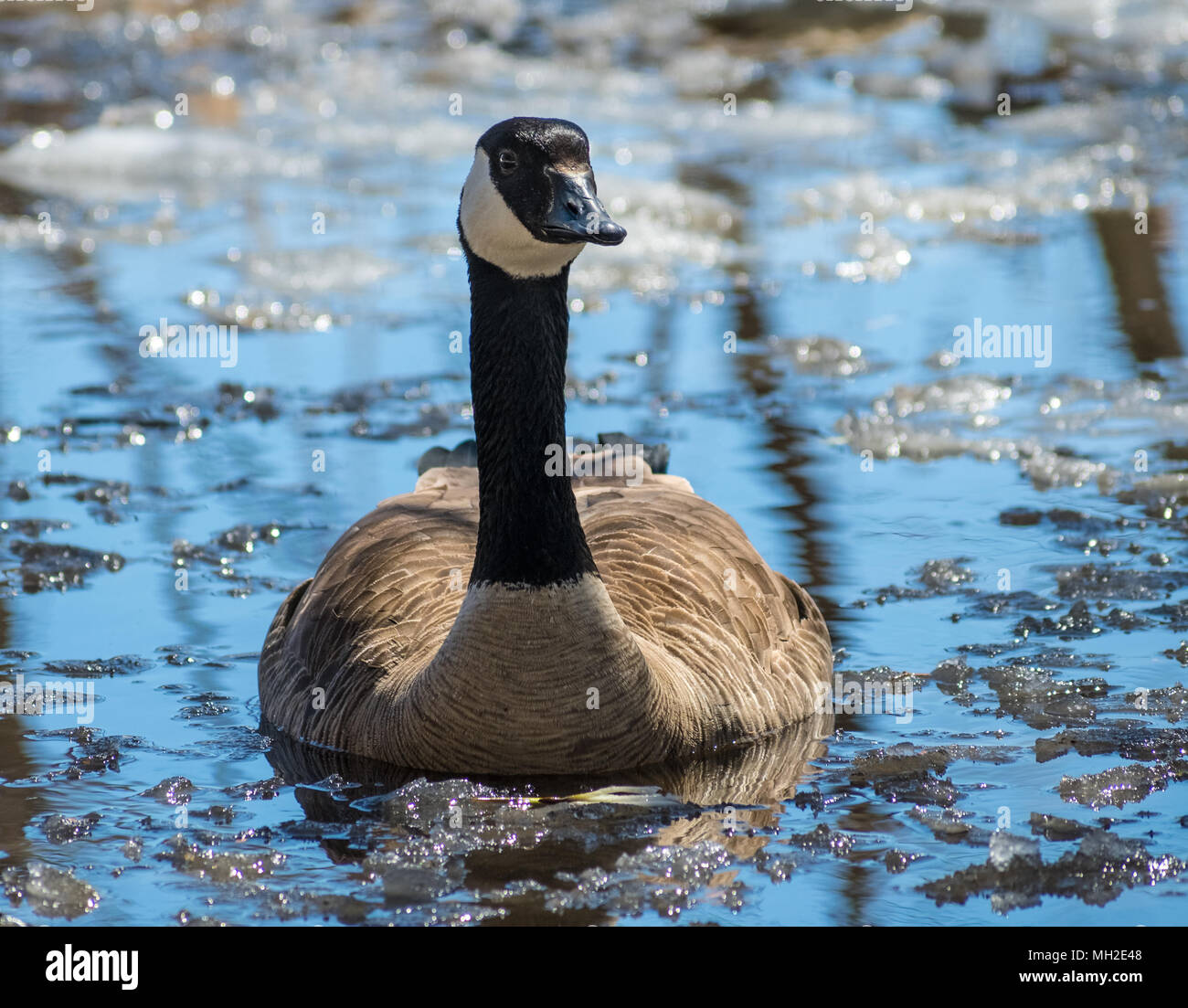 Goose in water hi-res stock photography and images - Alamy
