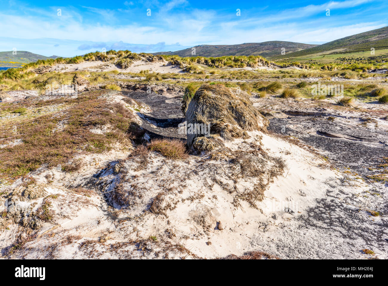 Nature of the Falkland Islands Stock Photo - Alamy