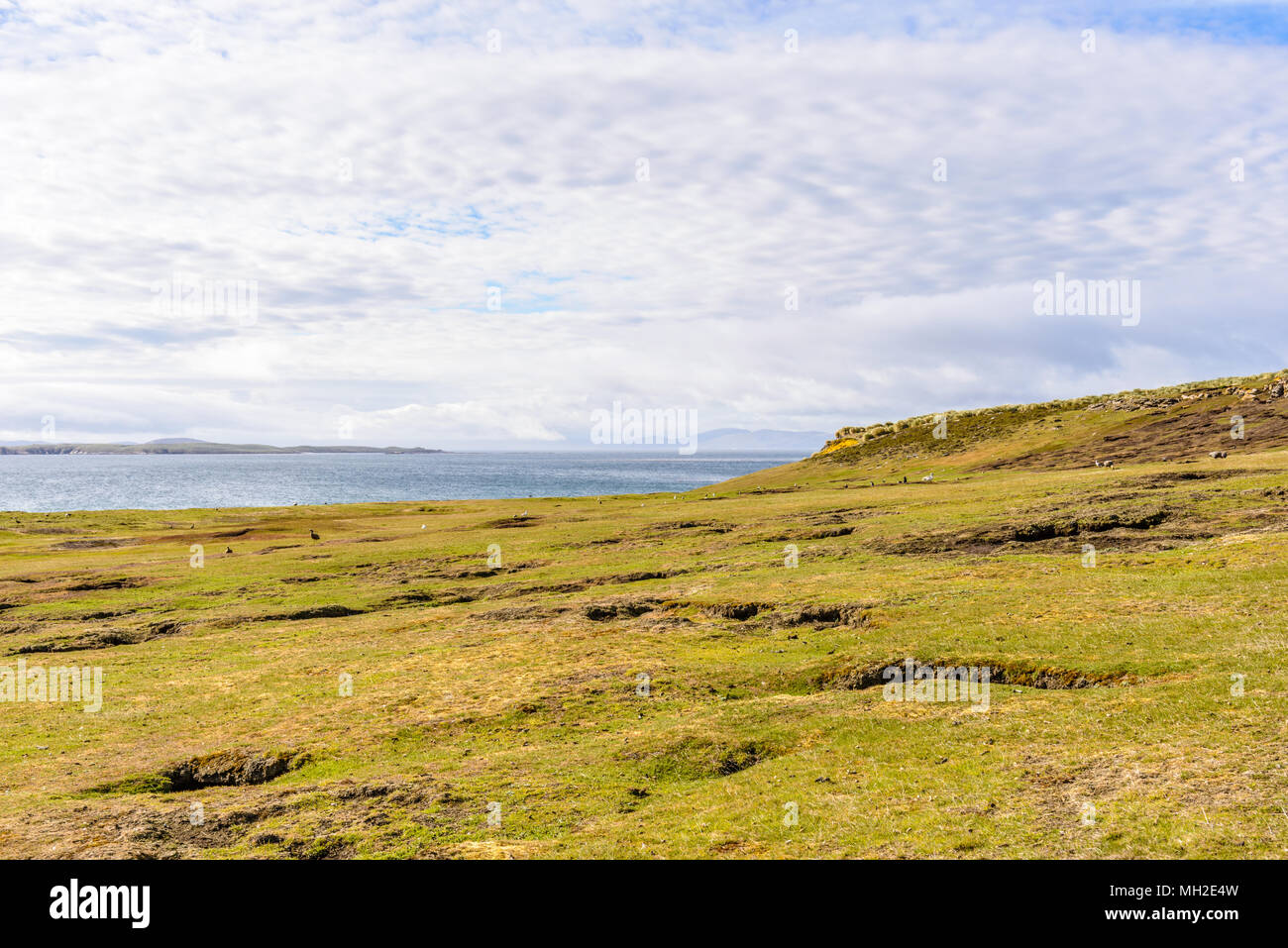 Nature of the Falkland Islands Stock Photo - Alamy