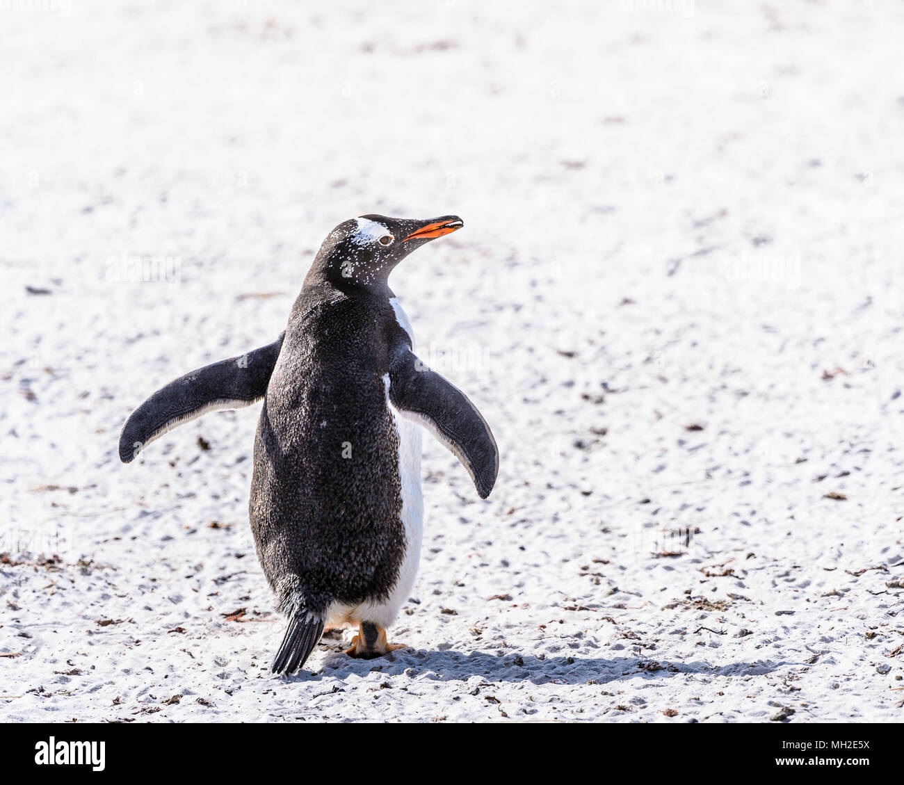 Cute clever penguin jumps on the sand Stock Photo - Alamy