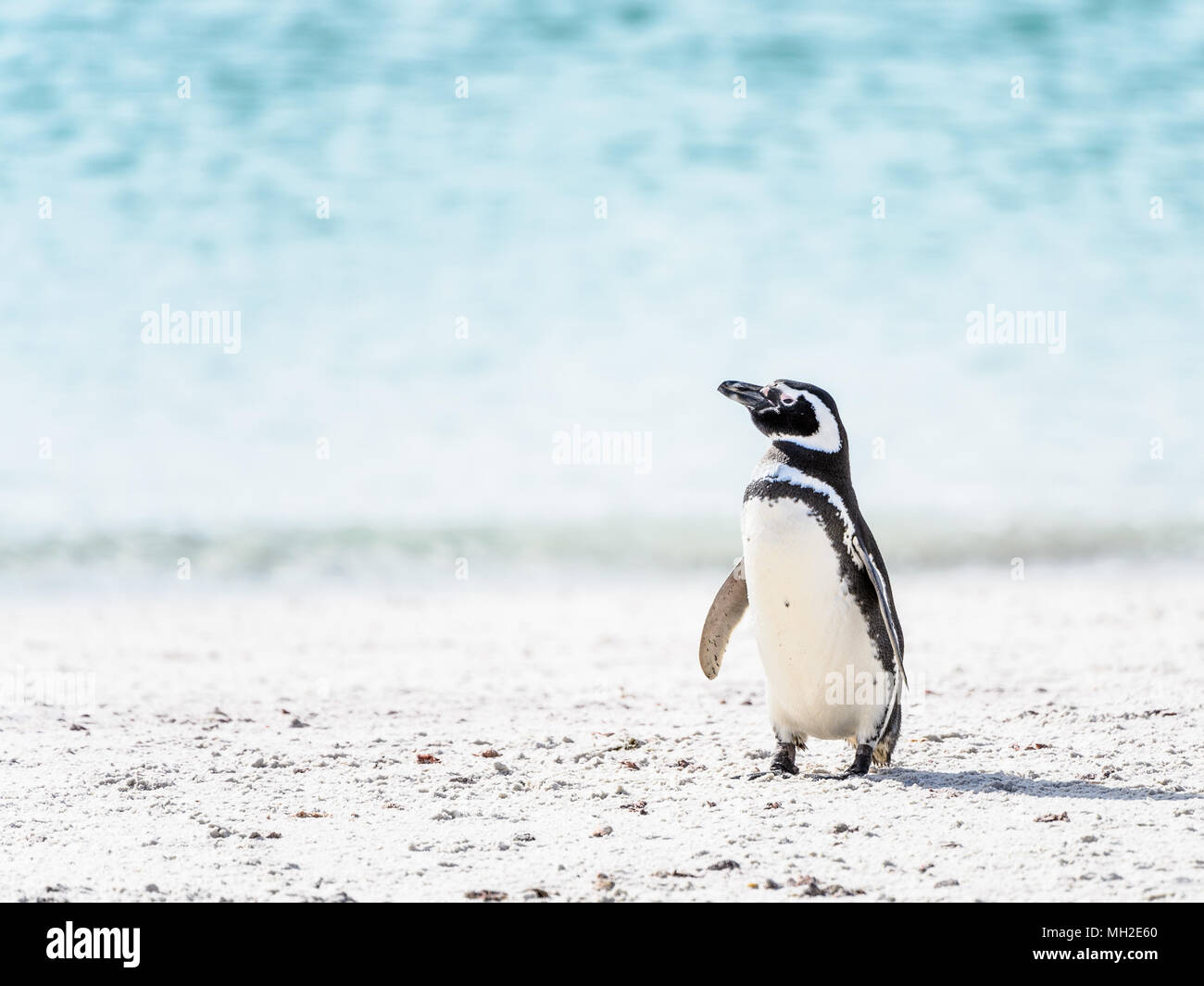 Penguin and an ocean wave Stock Photo - Alamy