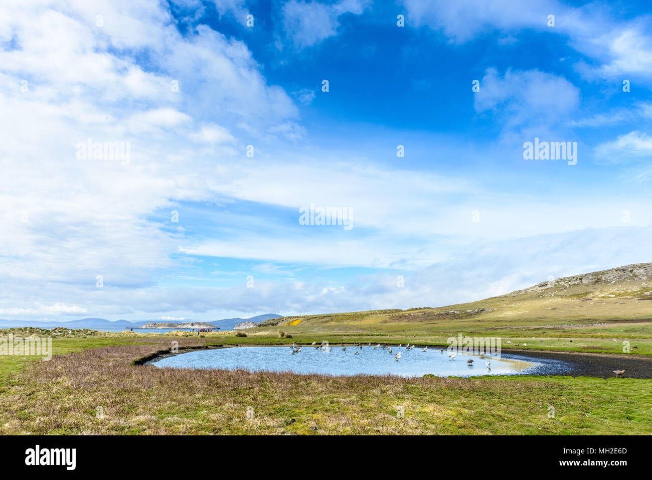 Small lagoon and green nature Stock Photo - Alamy