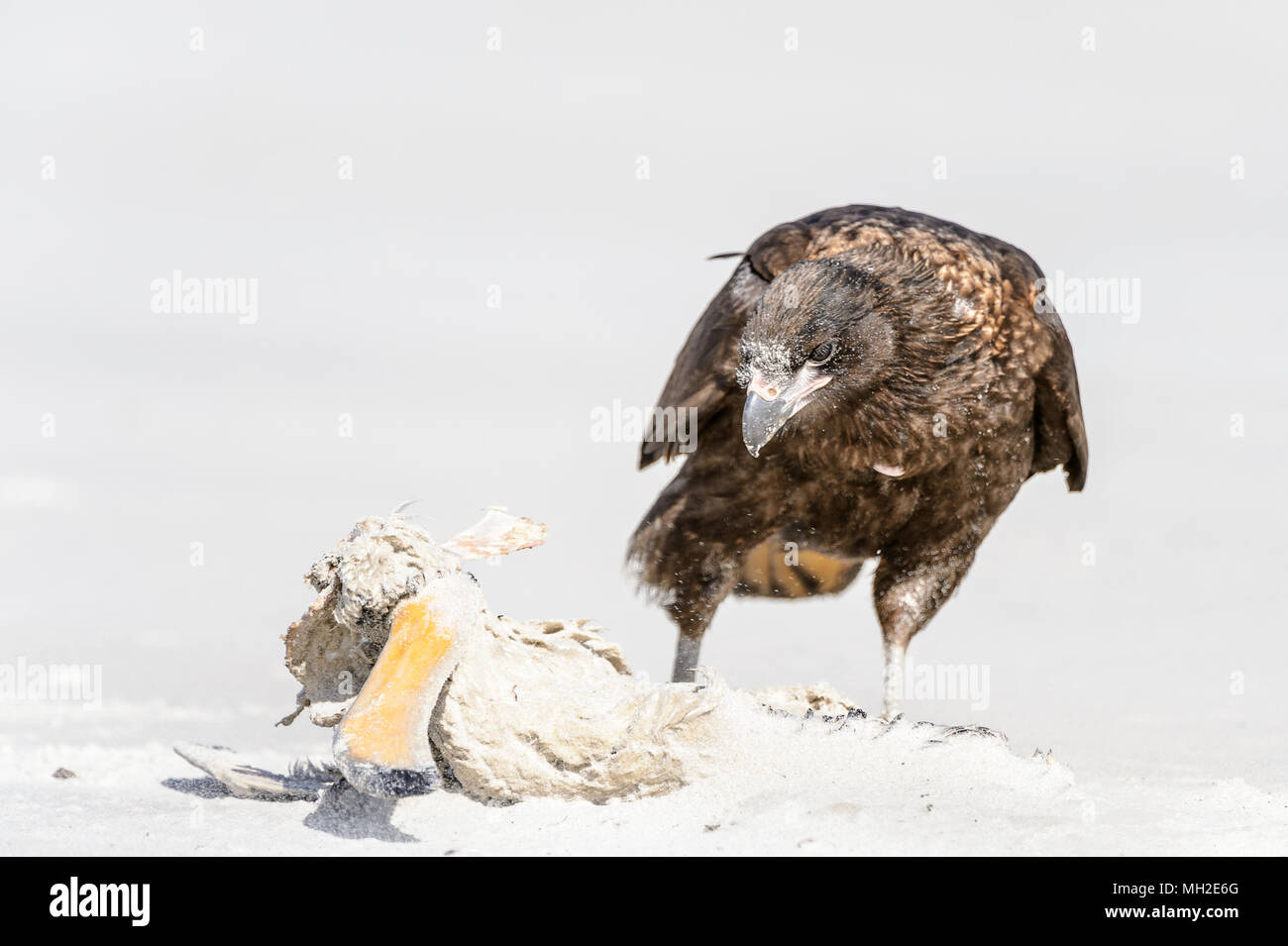 Falcon finishes the dinner Stock Photo - Alamy