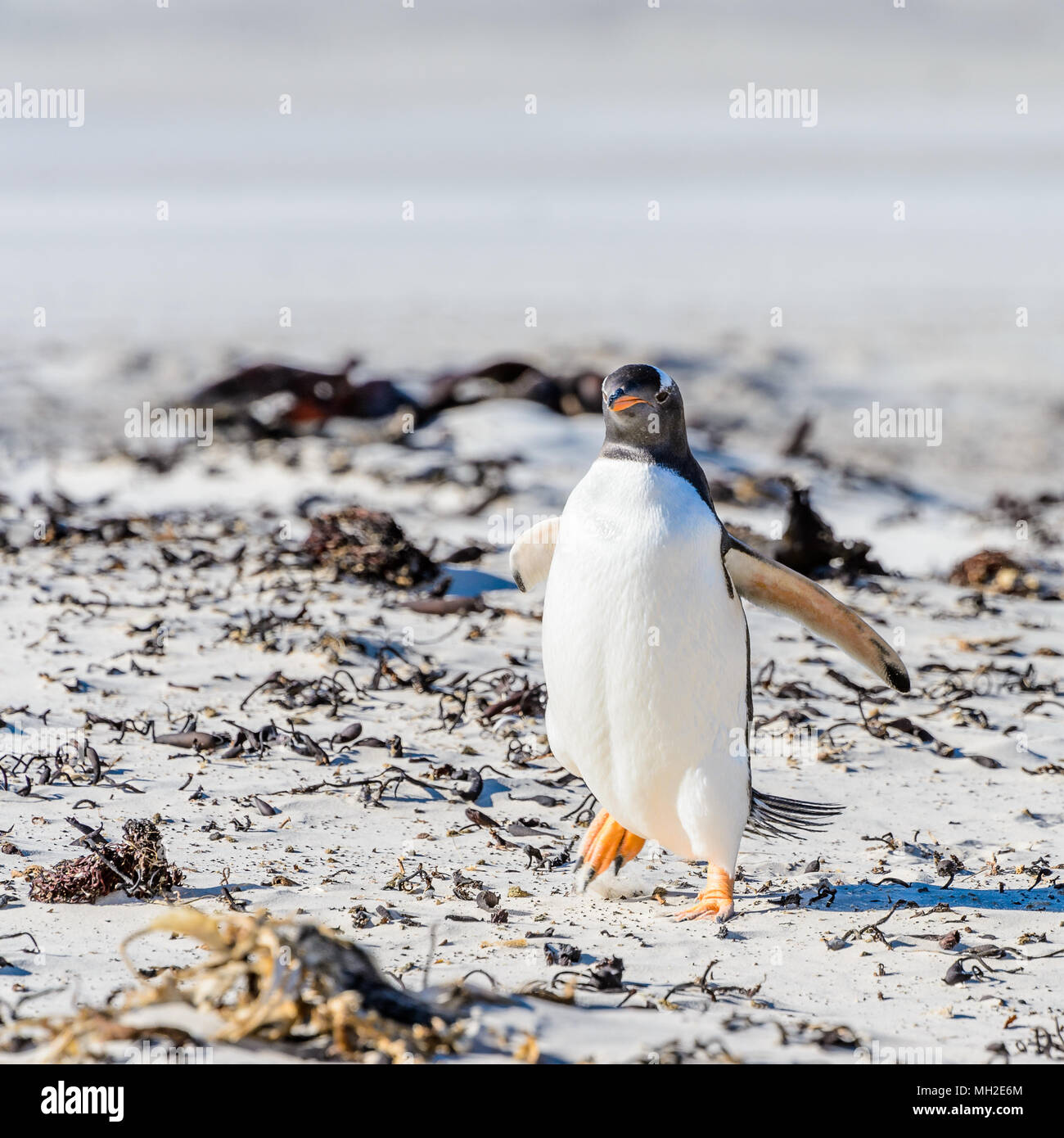 Portrait of a gentoo penguin in Antarctica Stock Photo - Alamy