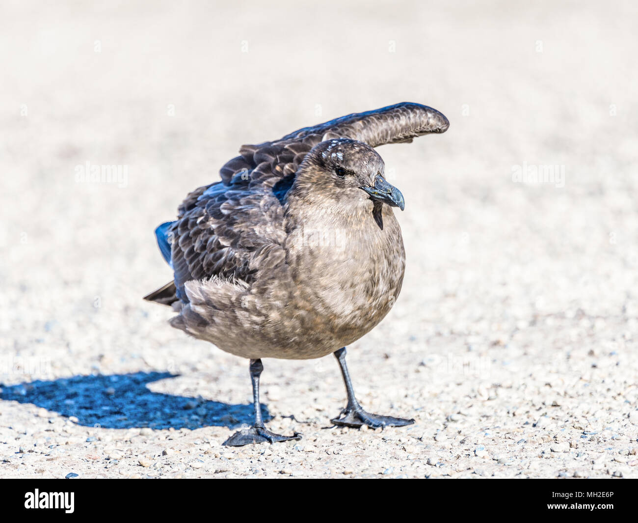 Albatross of Antarctica Stock Photo - Alamy