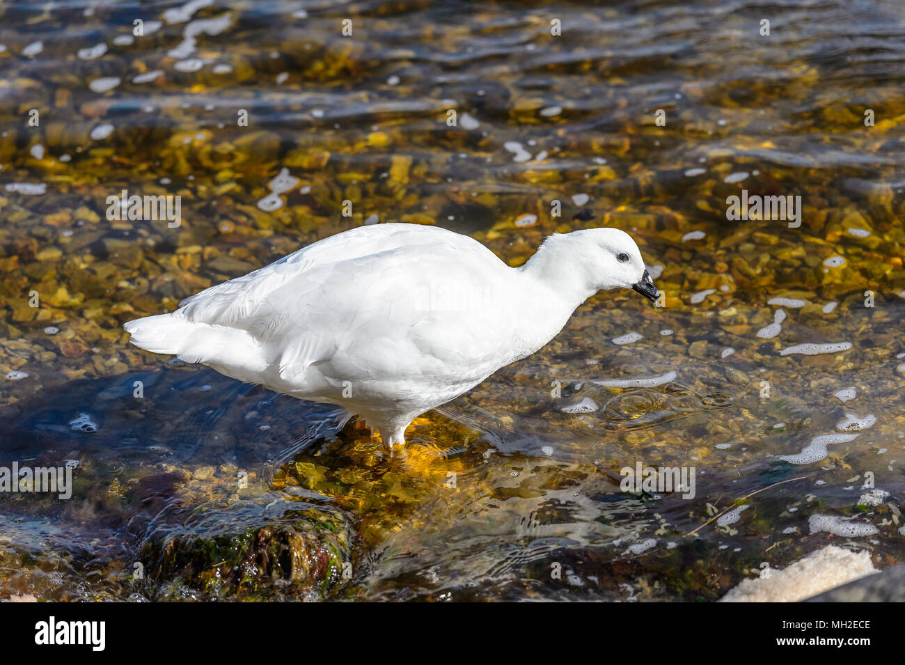 Antactic polar bird Stock Photo - Alamy
