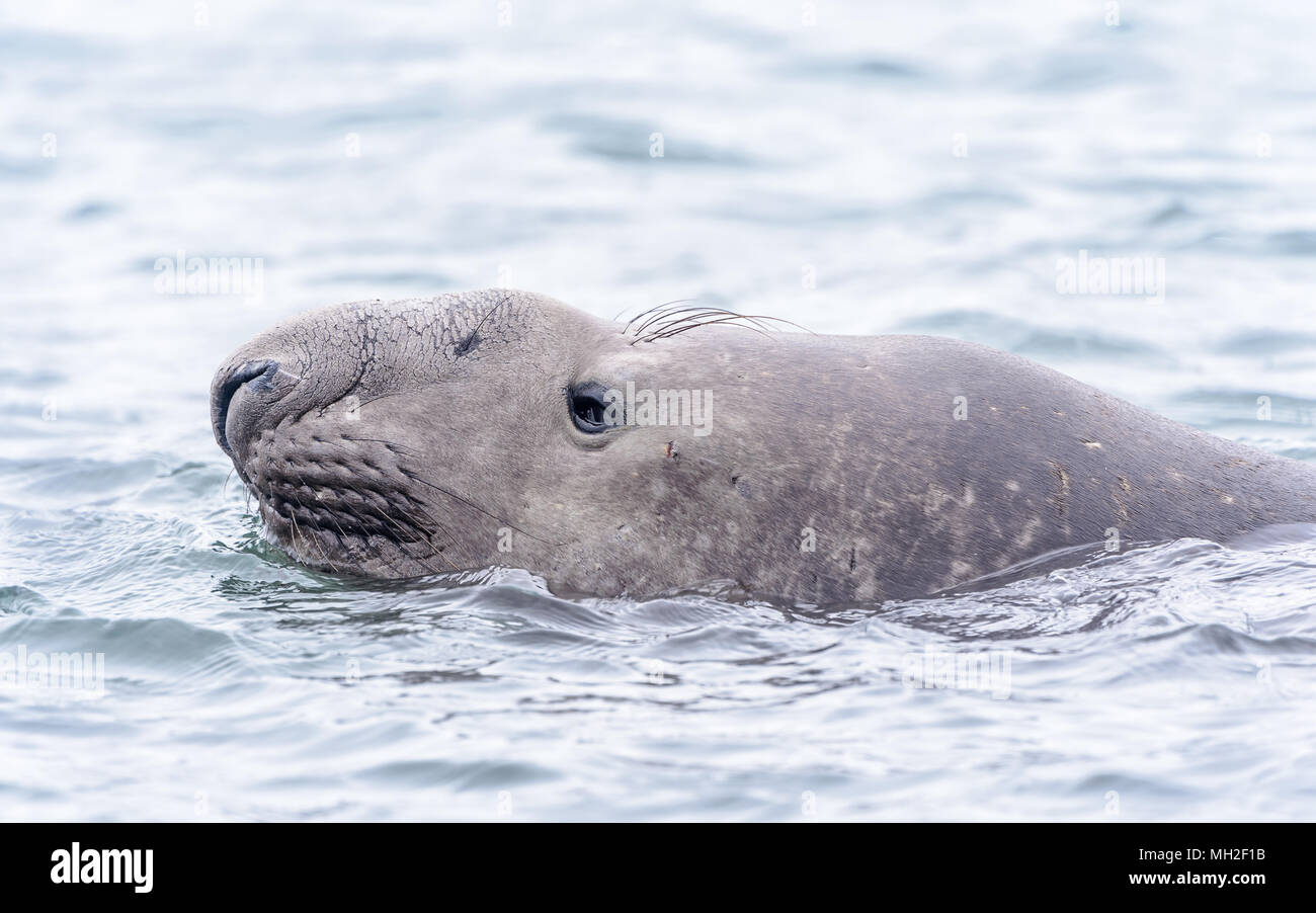 Elephant seal (sea elephants), large, oceangoing seal in the genus ...