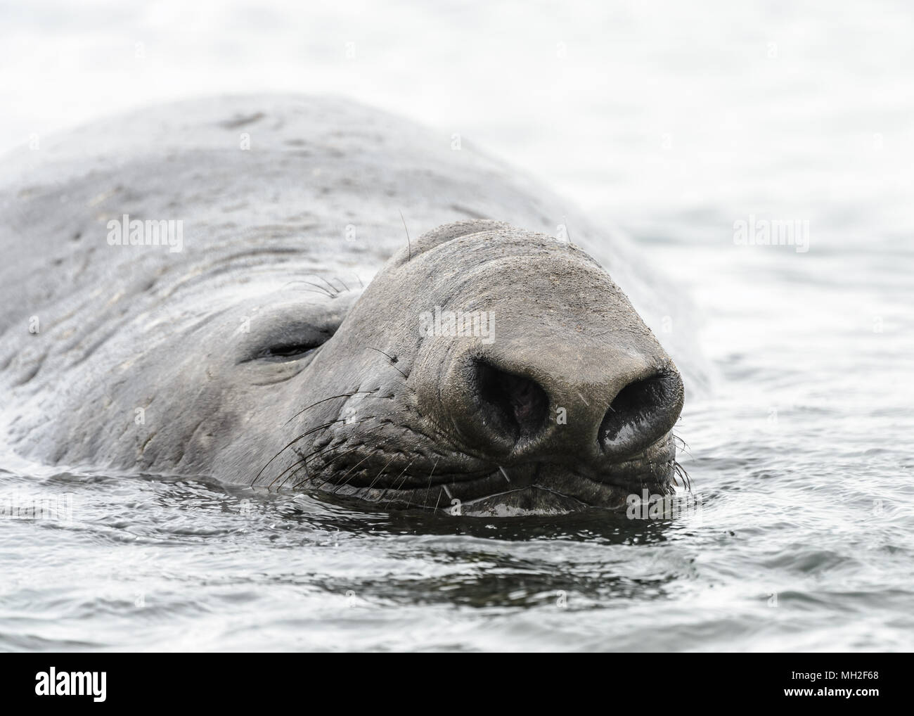 Elephant seal with its huge nose. South Georgia, South Atlantic Ocean ...