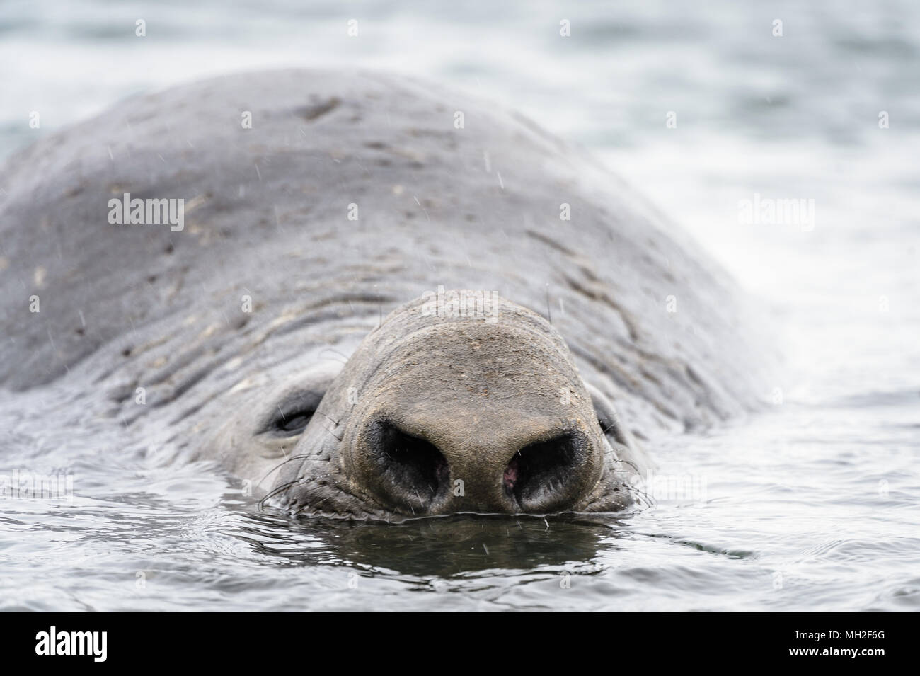 Elephant seal (sea elephants), large, oceangoing seal in the genus ...