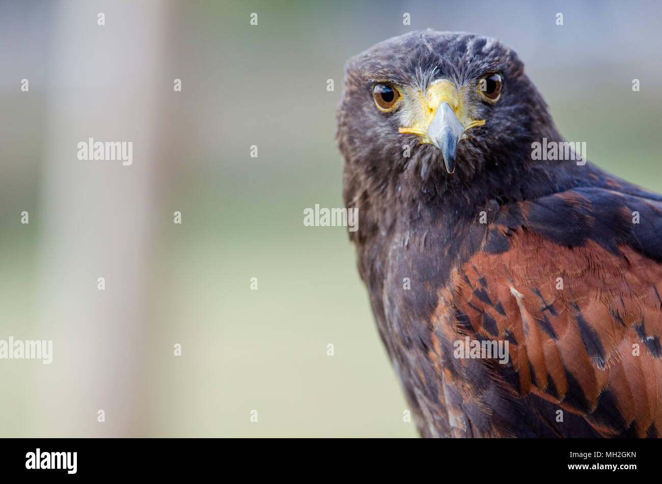 Quyon High Resolution Stock Photography and Images - Alamy