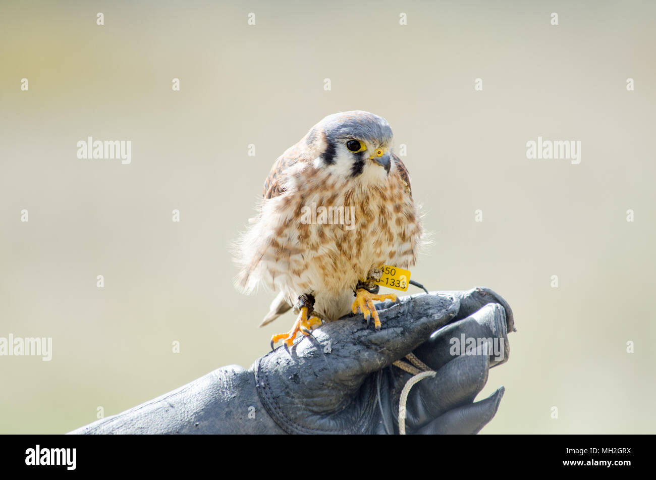 Quyon hi-res stock photography and images - Alamy