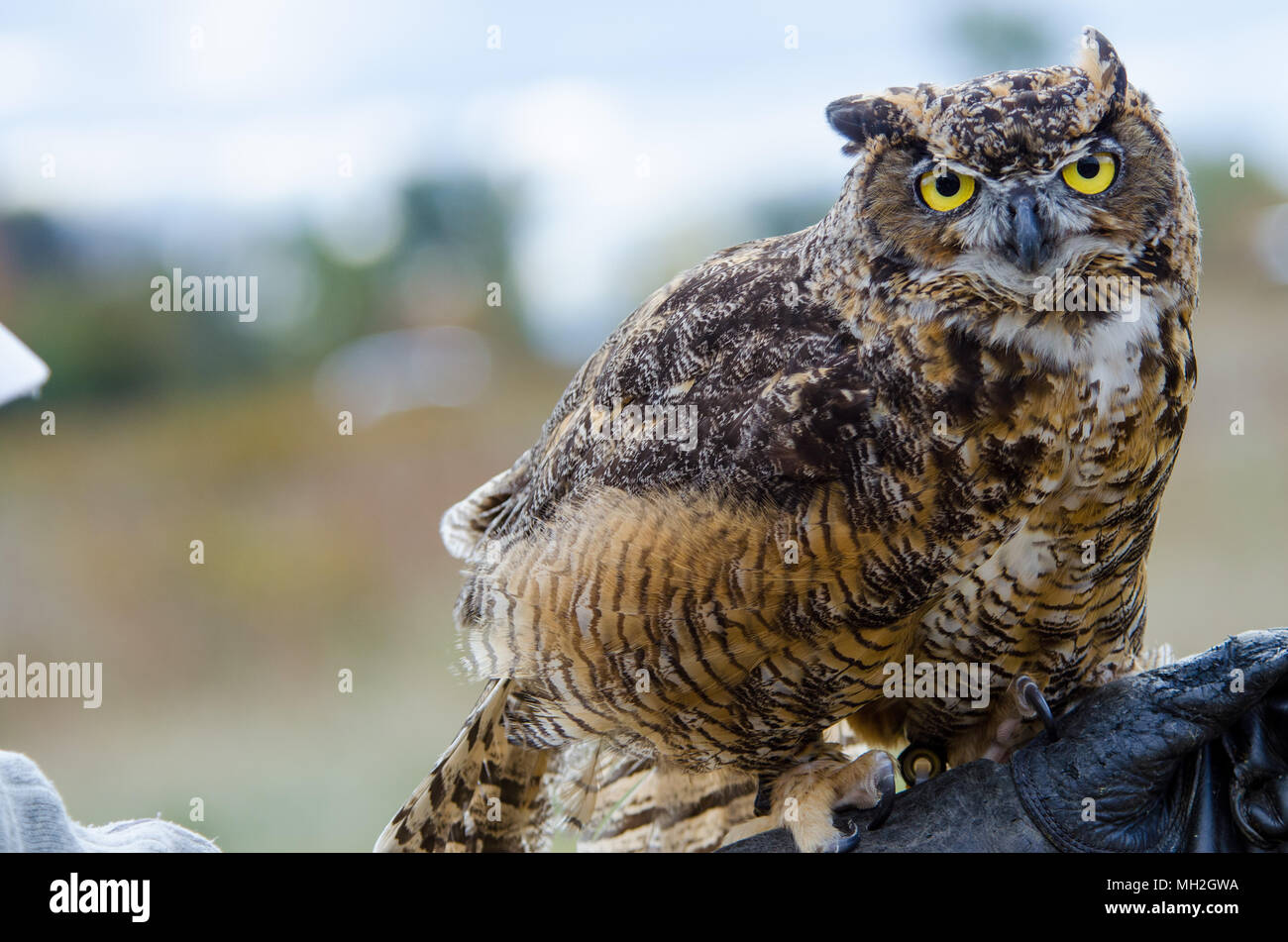 Quyon hi-res stock photography and images - Alamy