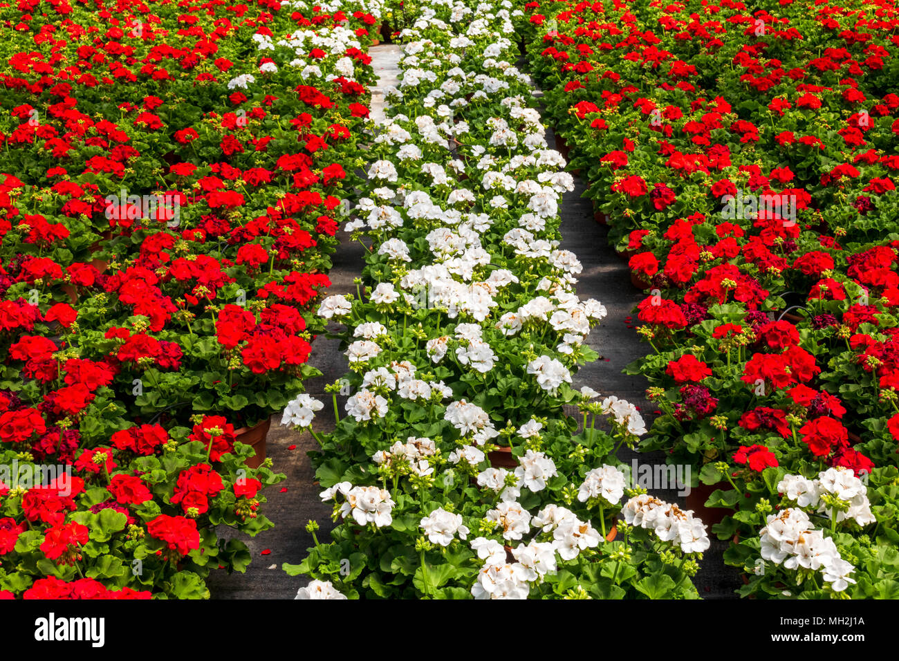 Fresh spring Geranium flowers for sale at a small town nursery Stock ...