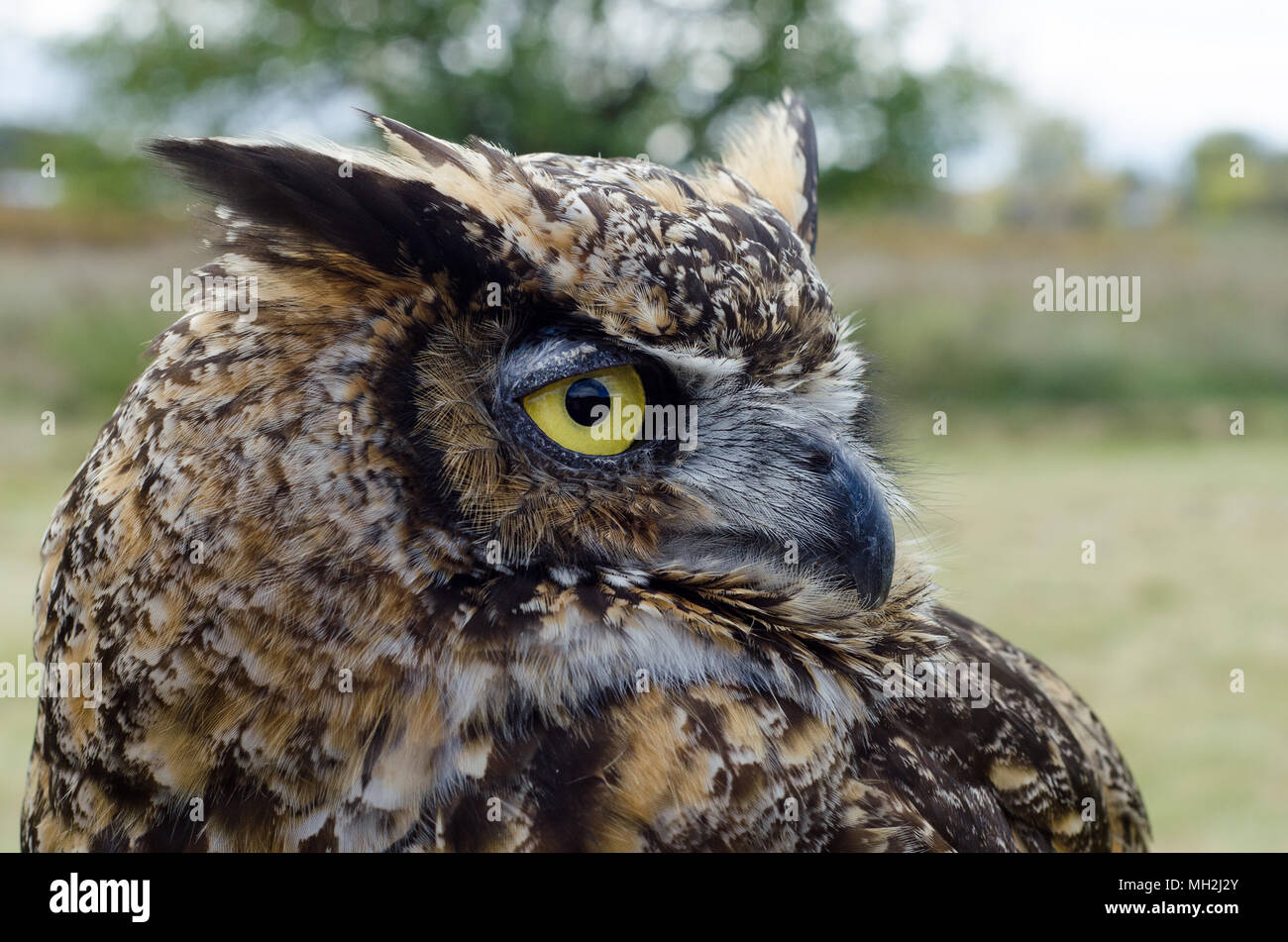 Quyon High Resolution Stock Photography and Images - Alamy