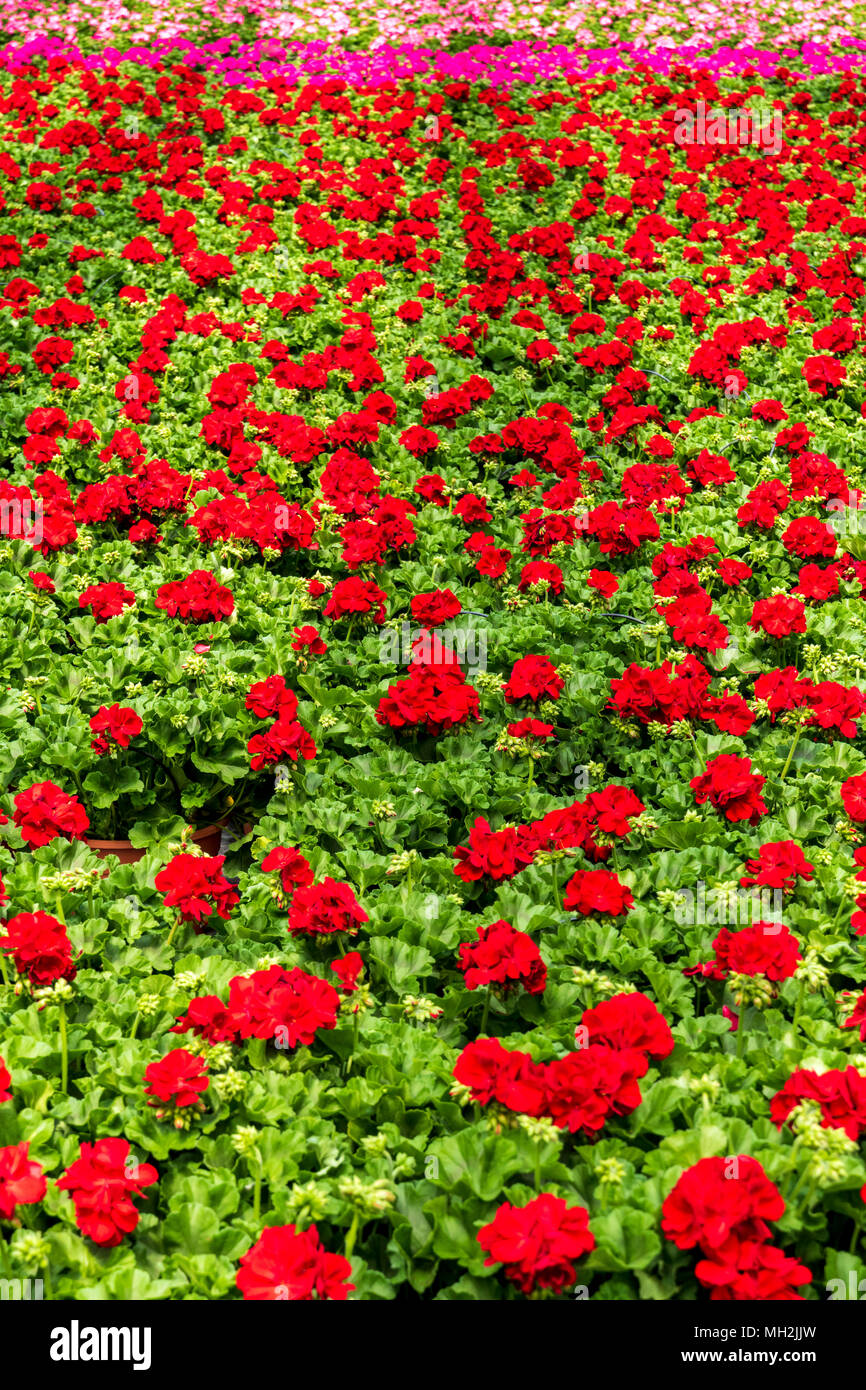 Fresh spring Geranium flowers for sale at a small town nursery Stock ...