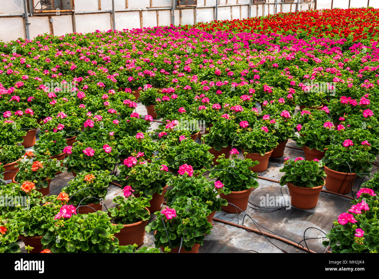 Beautiful spring colour hi-res stock photography and images - Alamy
