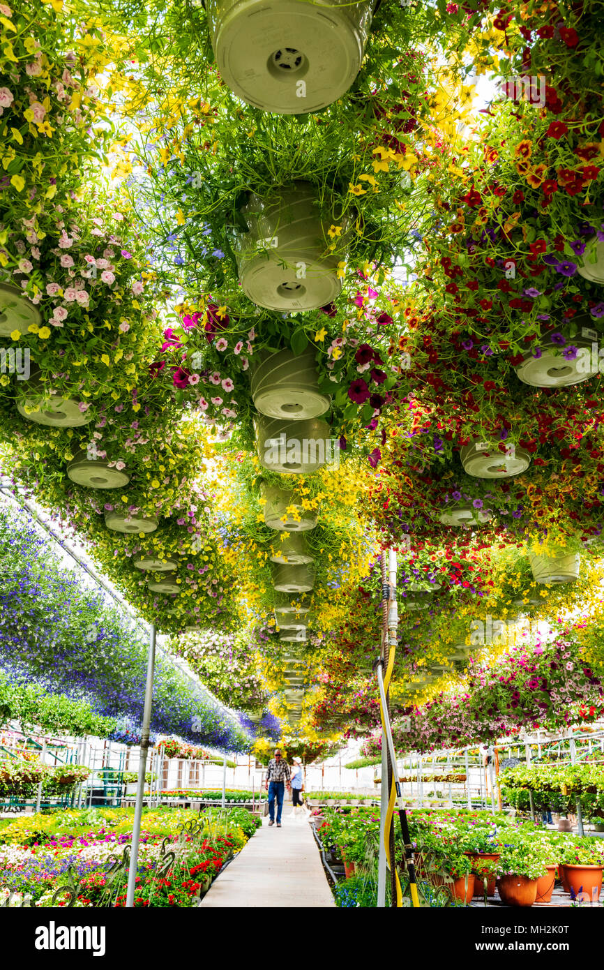 Hanging plants hi-res stock photography and images - Alamy